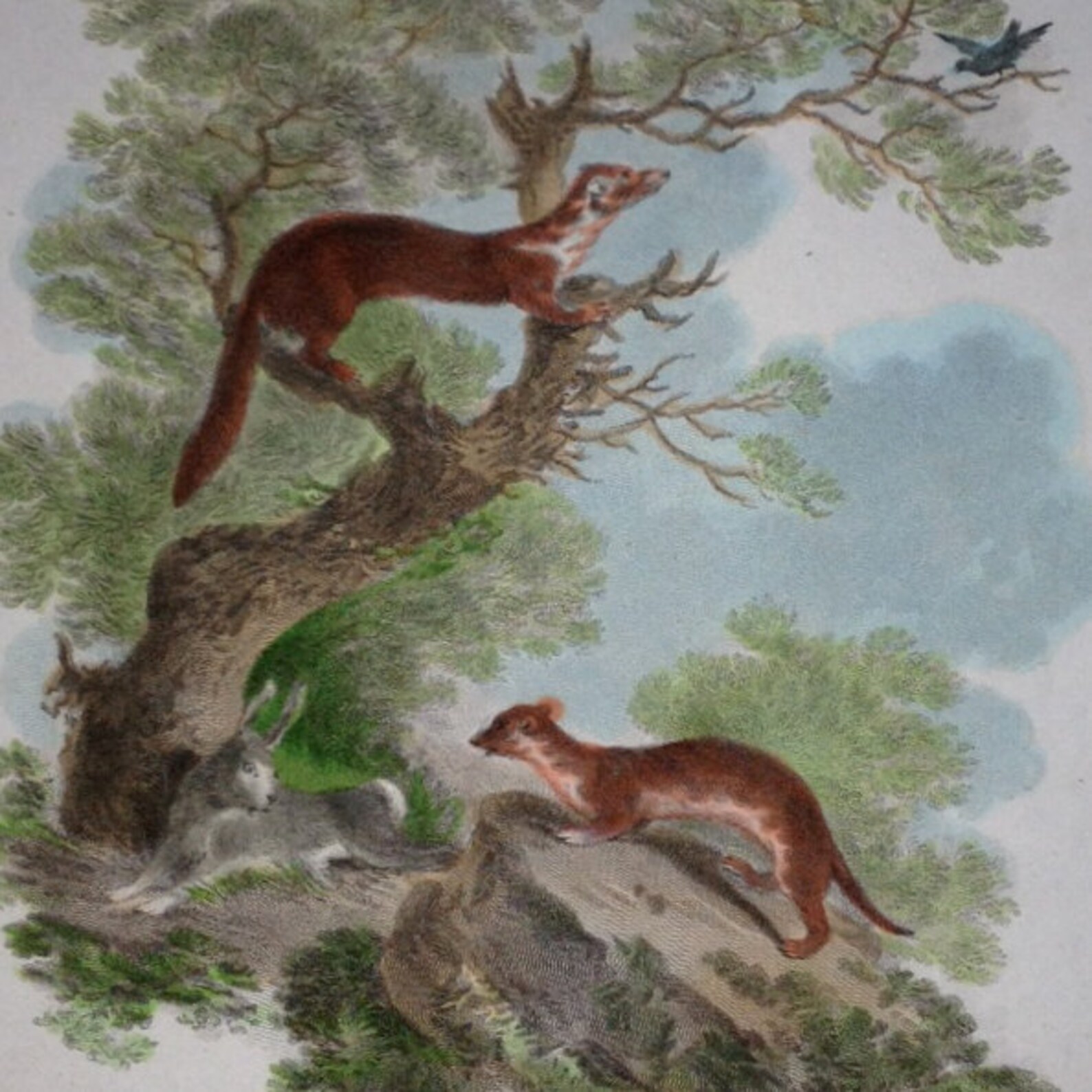 C. 1797 MARTIN & WEASEL Print Original Antique Print - Etsy