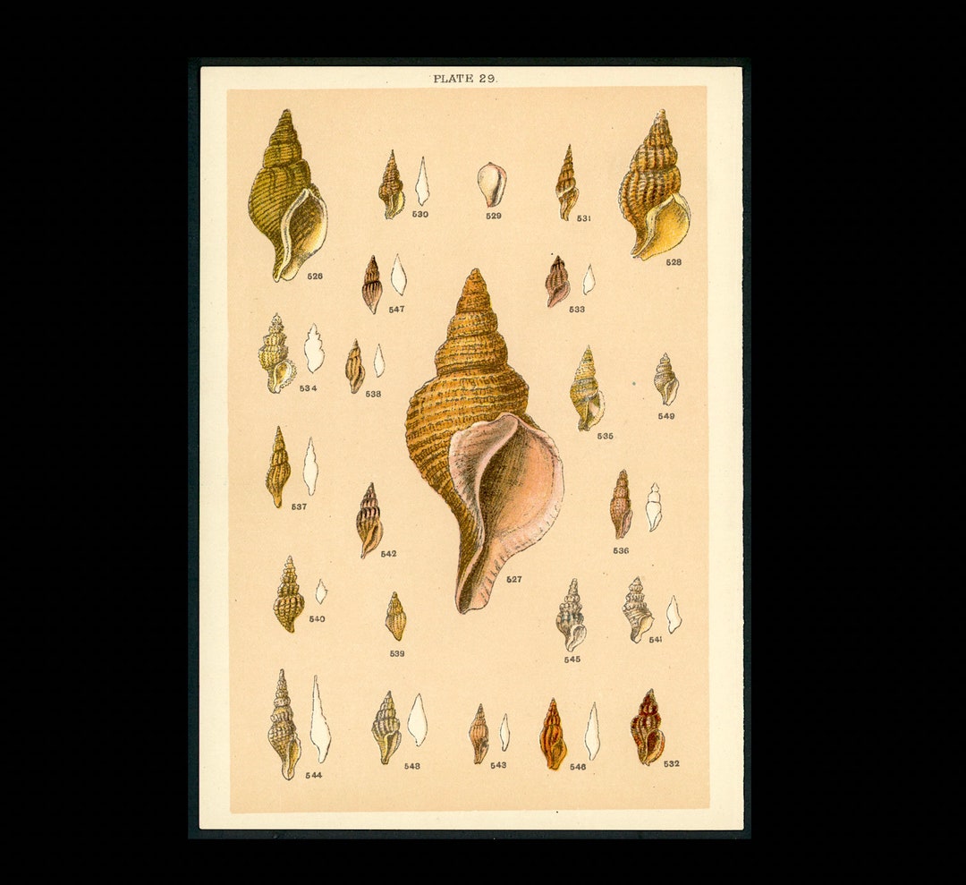 C. 1901 SEA SHELL Lithograph • Original Antique Prints • Seashells ...