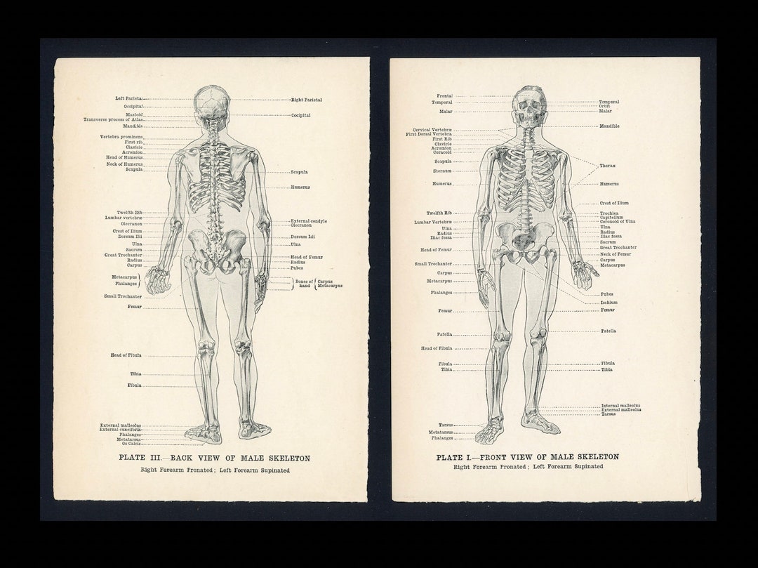 SKELETON FRONT & BACK Lithographs C. 1917 • Original Antique Prints ...