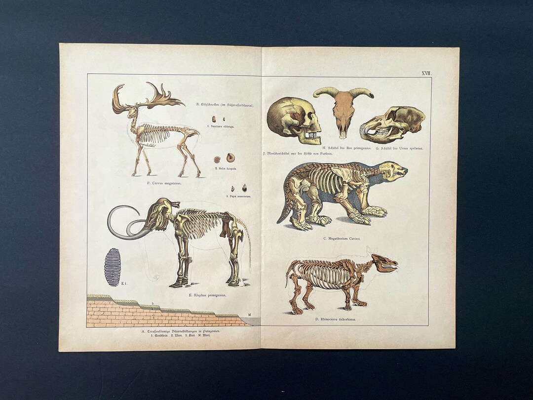 C. 1878 LARGE FOSSIL Lithograph • Original Antique Print • Prehistoric ...