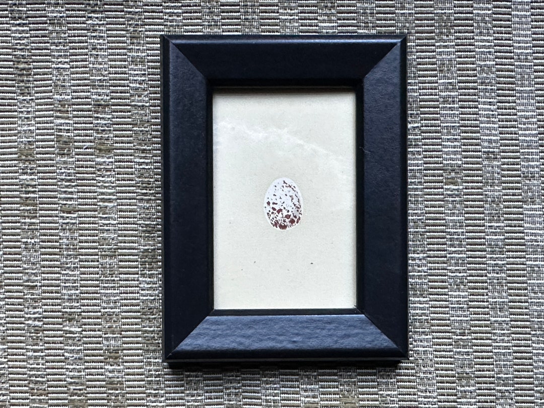 TINY! C. 1875 FRAMED EGG Lithograph • Original Antique Print • Easter ...