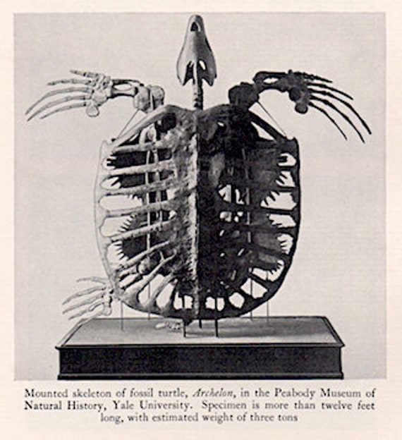 Archelon Fossil