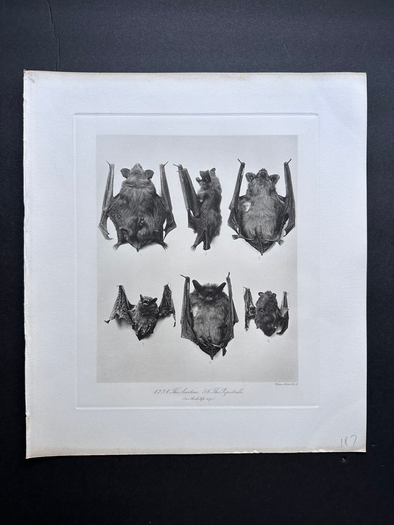C. 1904 SEROTINE & PIPISTRELO BATS Prints • Set of 2 Original Antique ...