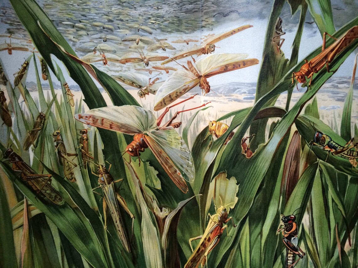 C. 1882 LOCUST SWARM Lithograph Original Antique Insect - Etsy