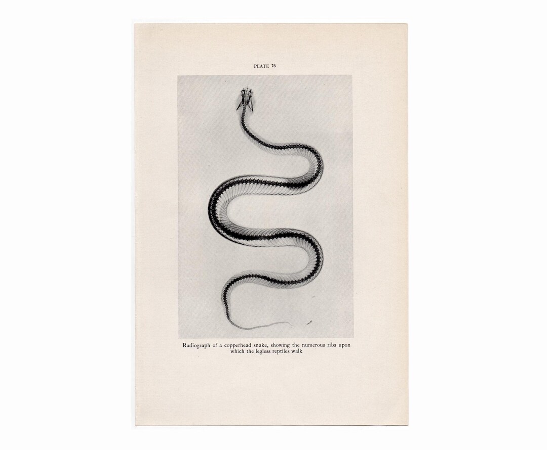 C. 1934 SNAKE SKELETON Lithograph - Original Vintage Print • Snake ...