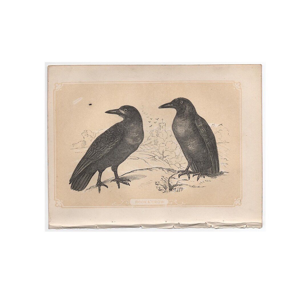 C.1853 ROOK & CROW Lithograph • Original Antique Print • Bird Print ...