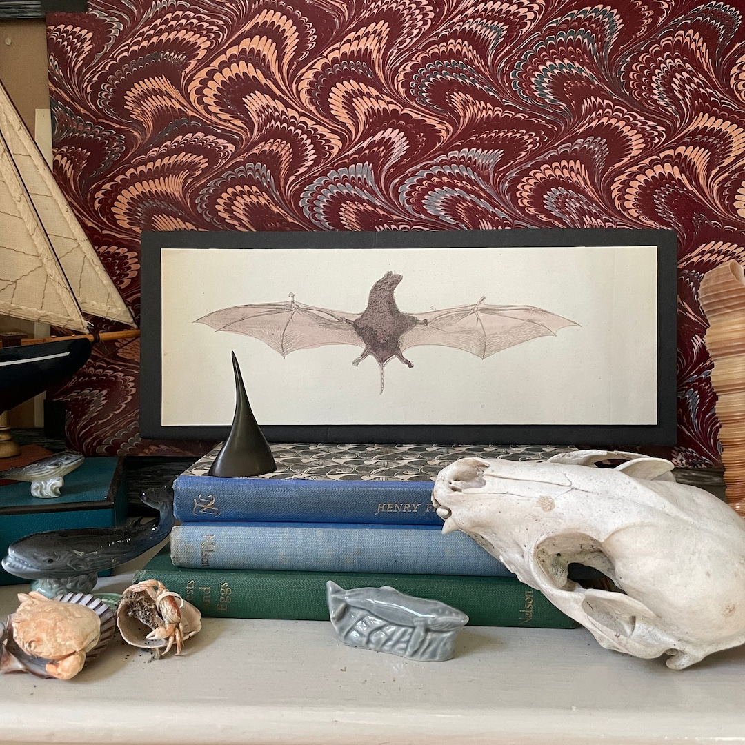 C. 1795 BAT Engraving • Original Antique Print • Halloween Decor ...