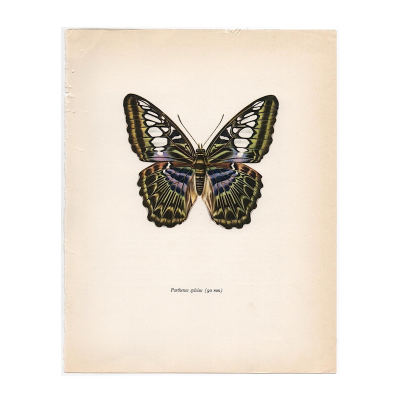 Butterfly Lithograph - Etsy