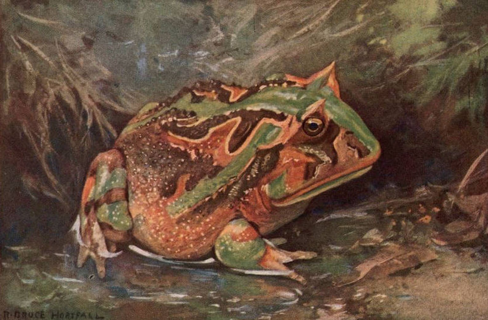 C. 1934 TRUE HORNED TOAD Print Original Vintage Amphibian - Etsy