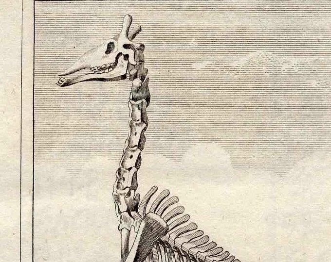 1812 Giraffe Skeleton Original Antique Safari Engraving - Etsy