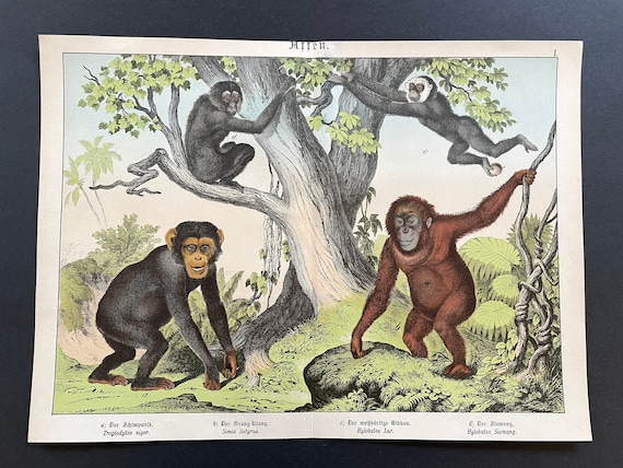 Types Of Apes With Pictures