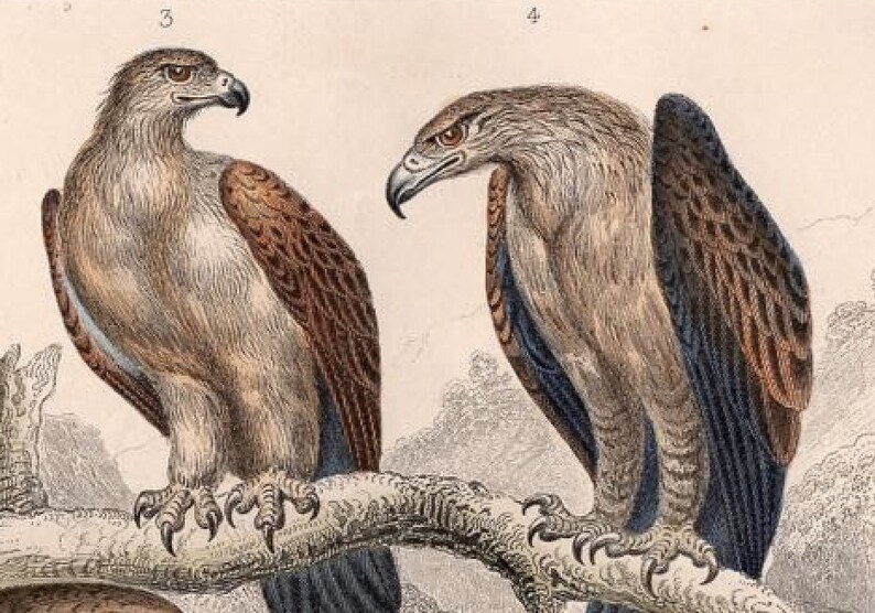 C. 1859 EAGLES PRINT - Original Antique Print - Hand Colored Engraving ...