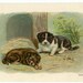 Puppies - C. 1895 ANTIQUE ANIMAL Print - DOGS - Original Antique Dog ...