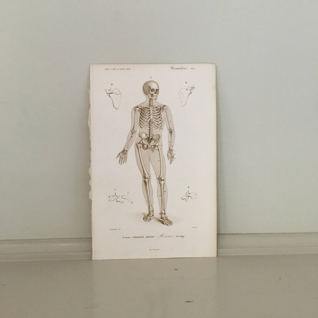 HUMAN SKELETON Print C. 1849 • Original Antique Print • Anatomy Print ...