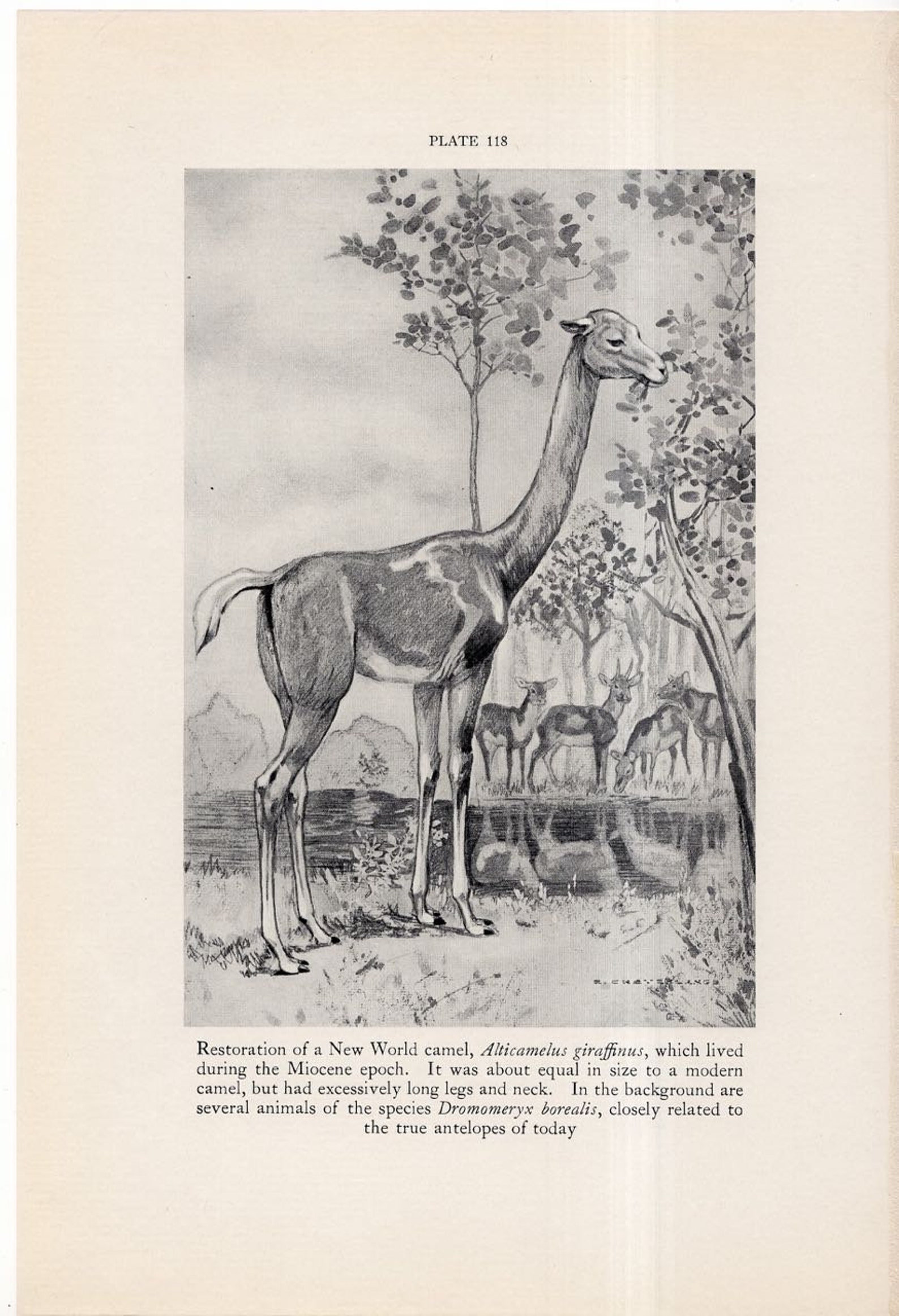 C. 1934 PREHISTORIC ANIMAL Lithograph New World Camel Print - Etsy