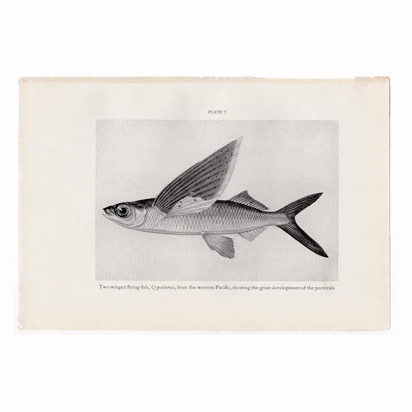 Antique Fish Print - Etsy