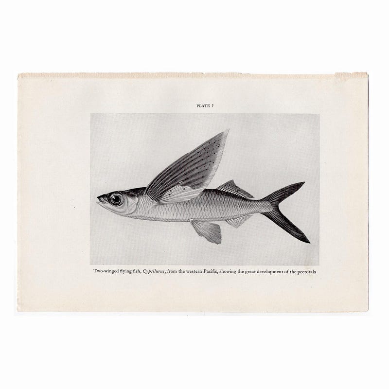 Antique Fish Print - Etsy