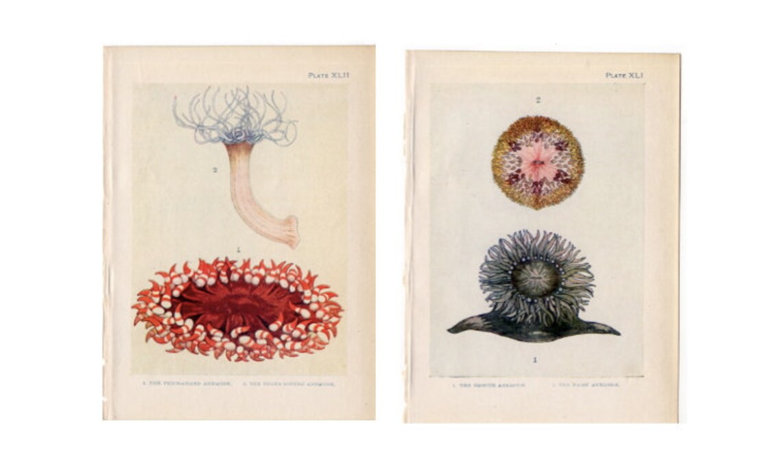 C. 1907 SEA ANEMONE PRINTS Set of Two Antique Prints the - Etsy