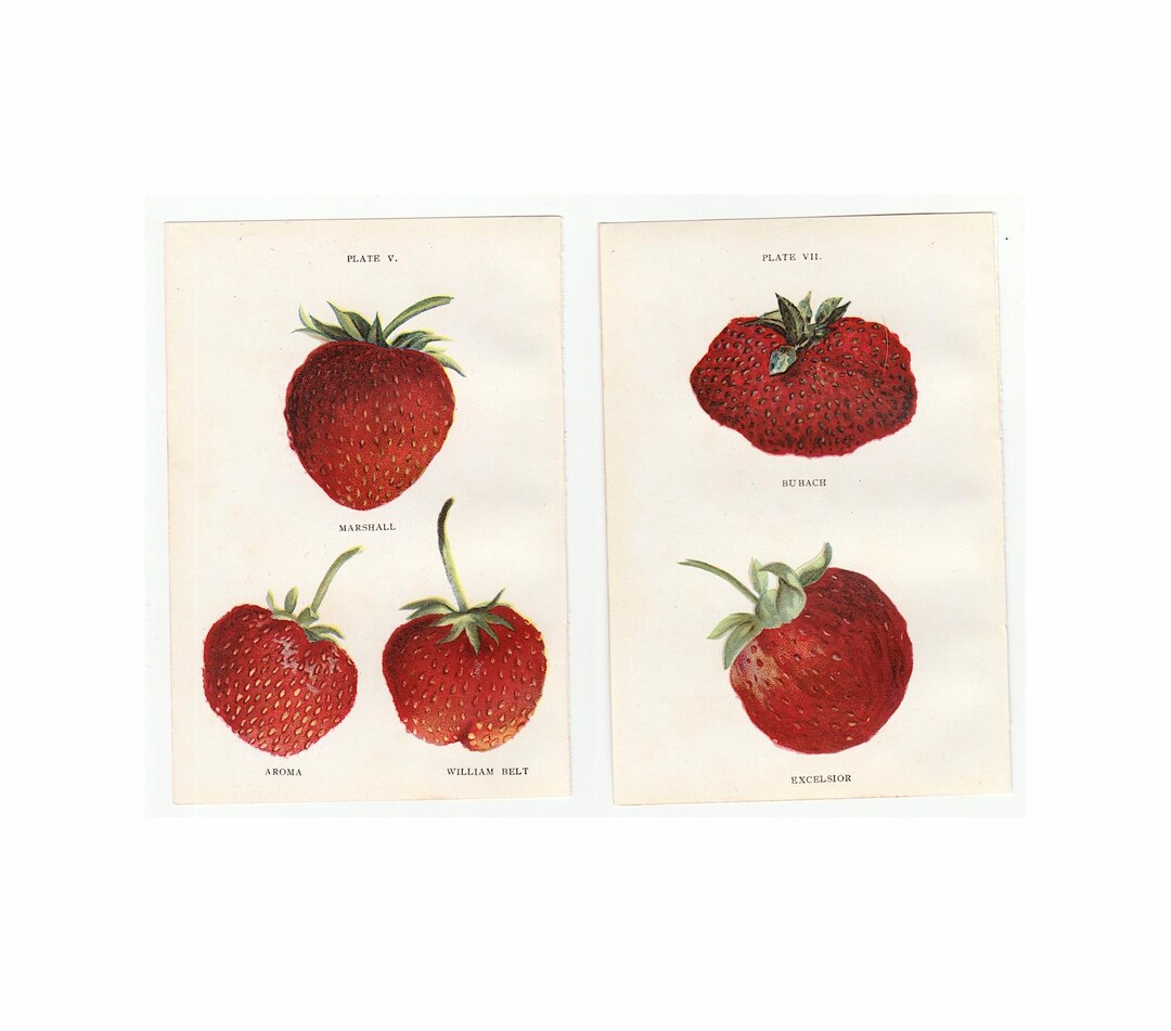 C. 1899 STRAWBERRY Prints • Set of 2 Original Antique Prints • Berry ...