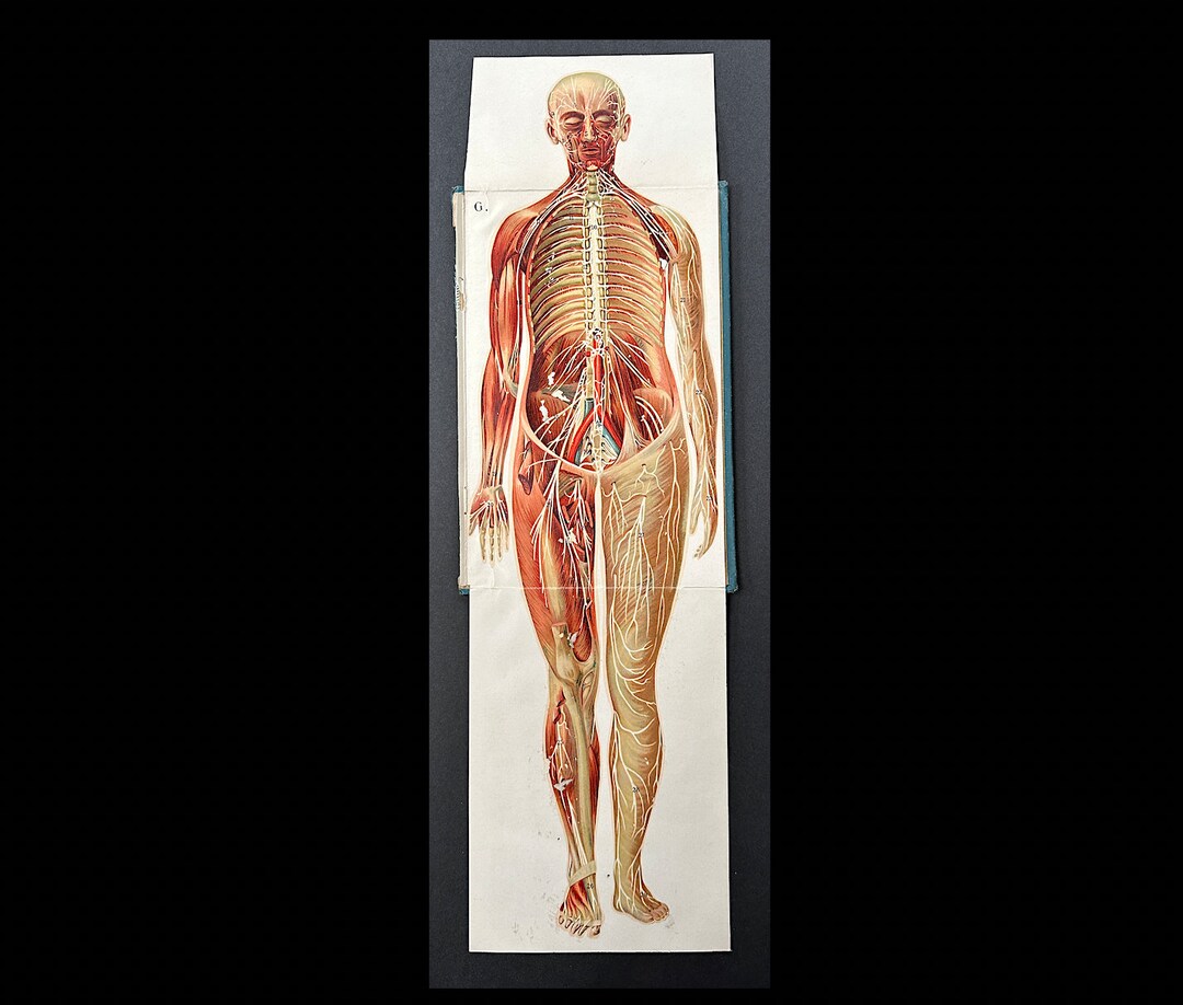 INTERACTIVE! C. 1902 MALE ANATOMY Lithograph • Original Antique Print • Medical Illustration ...