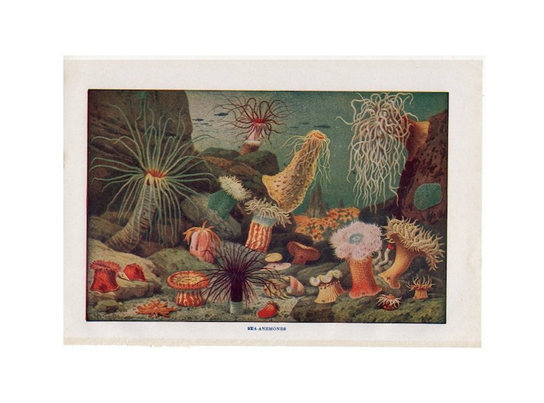 Vintage Print • SEA ANEMONES PRINT C. 1946 • Original Vintage Sea Life ...