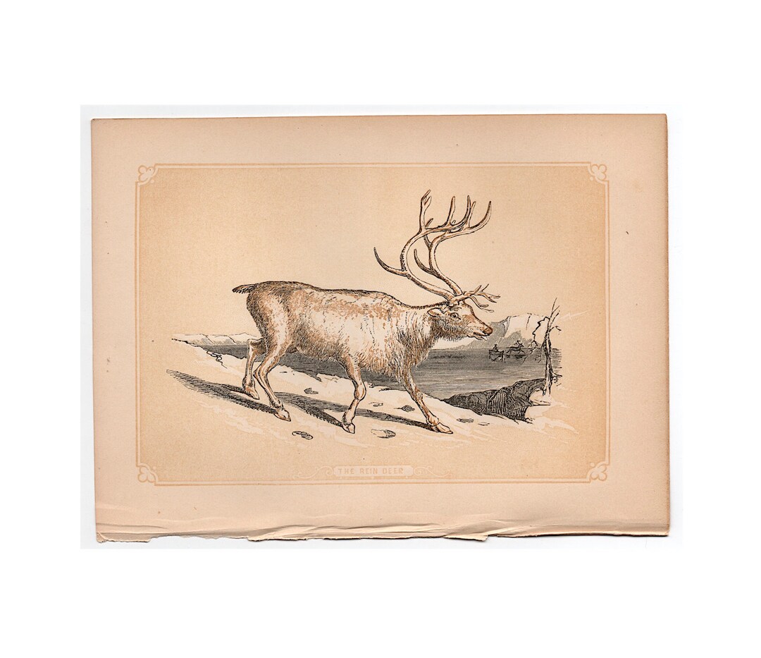 C.1853 REINDEER Lithograph - Original Antique Print - Small Animal ...