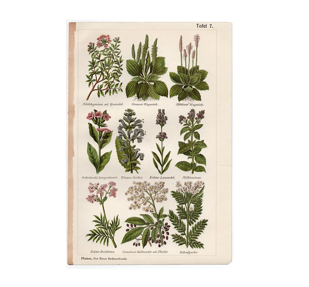 MEDICINAL PLANTS Lithograph C. 1902 • Original Antique Print ...