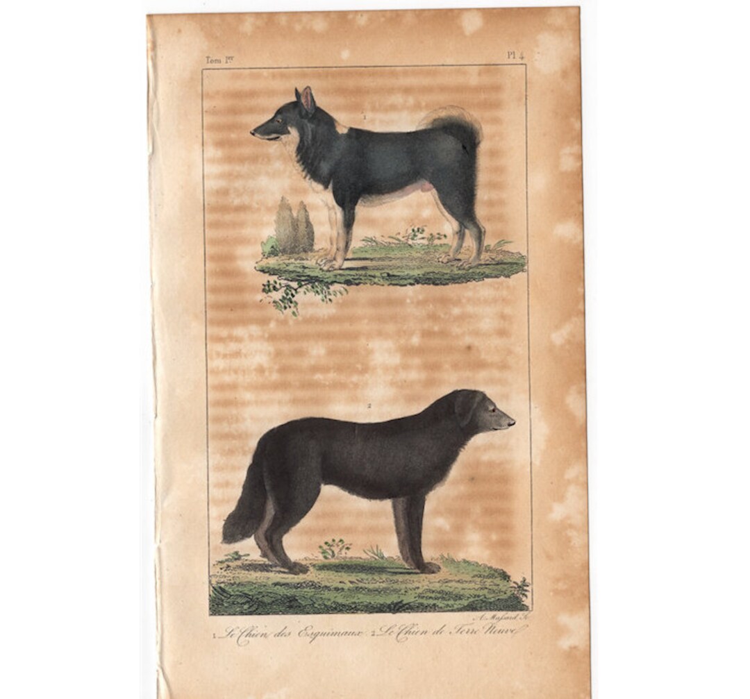 C. 1831 DOGS Engraving • Original Antique Print • Dog Breeds • Buffon ...