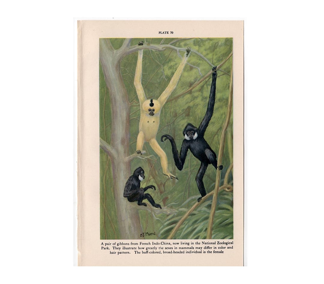 GIBBONS Print C. 1934 • Original Vintage Print • Tropical Animal Print ...
