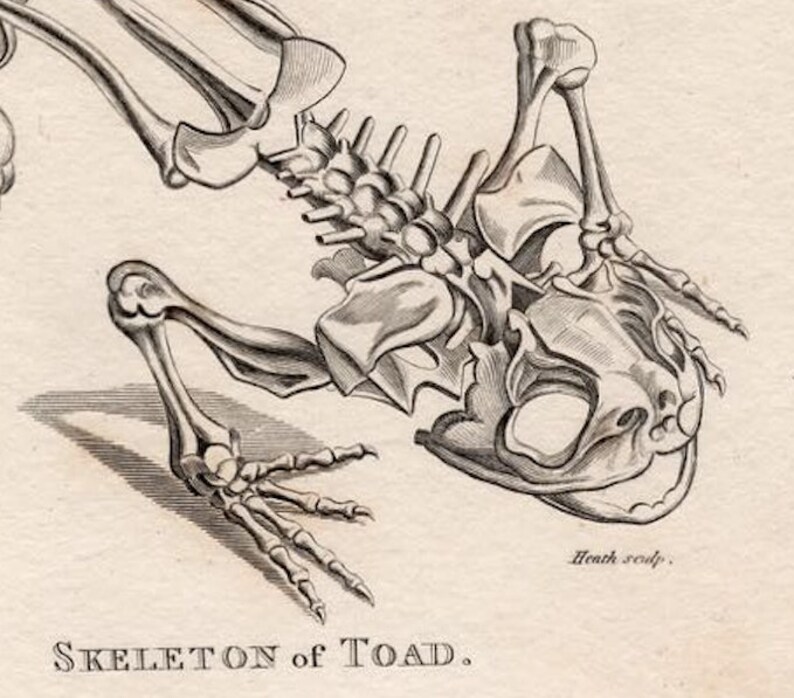 C. 1801 FROG & TOAD SKELETONS Engraving • Original Antique Print ...