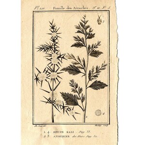 From 1775 ANTIQUE BOTANICAL Plants Flowers Original Antique Engraving ...