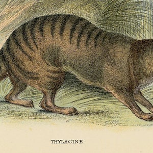 EXTINCT C. 1896 THYLACINE WOLF Lithograph Original Antique - Etsy