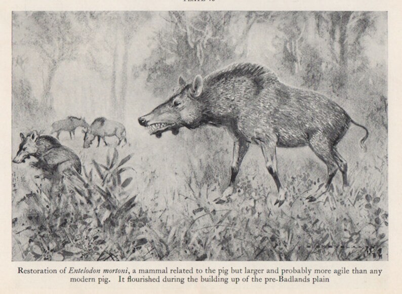 C. 1934 PREHISTORIC ANIMAL Lithograph - Entelodon Mortoni Print ...