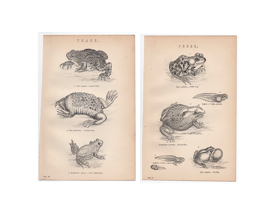 C. 1880 FROGS & TOADS Prints • Set of 2 Original Antique Prints ...