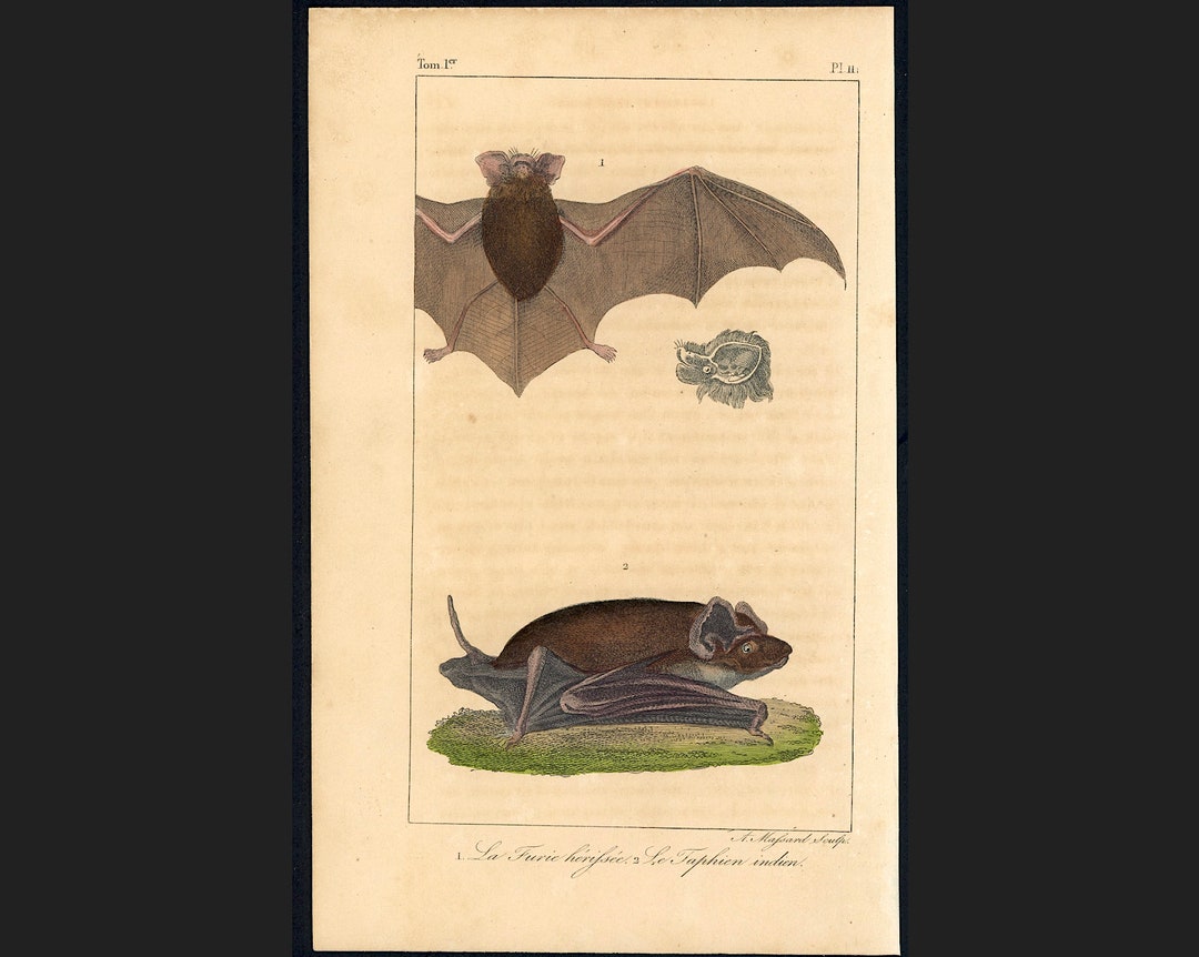 C. 1831 BATS Engraving • Original Antique Print • Hand Colored ...