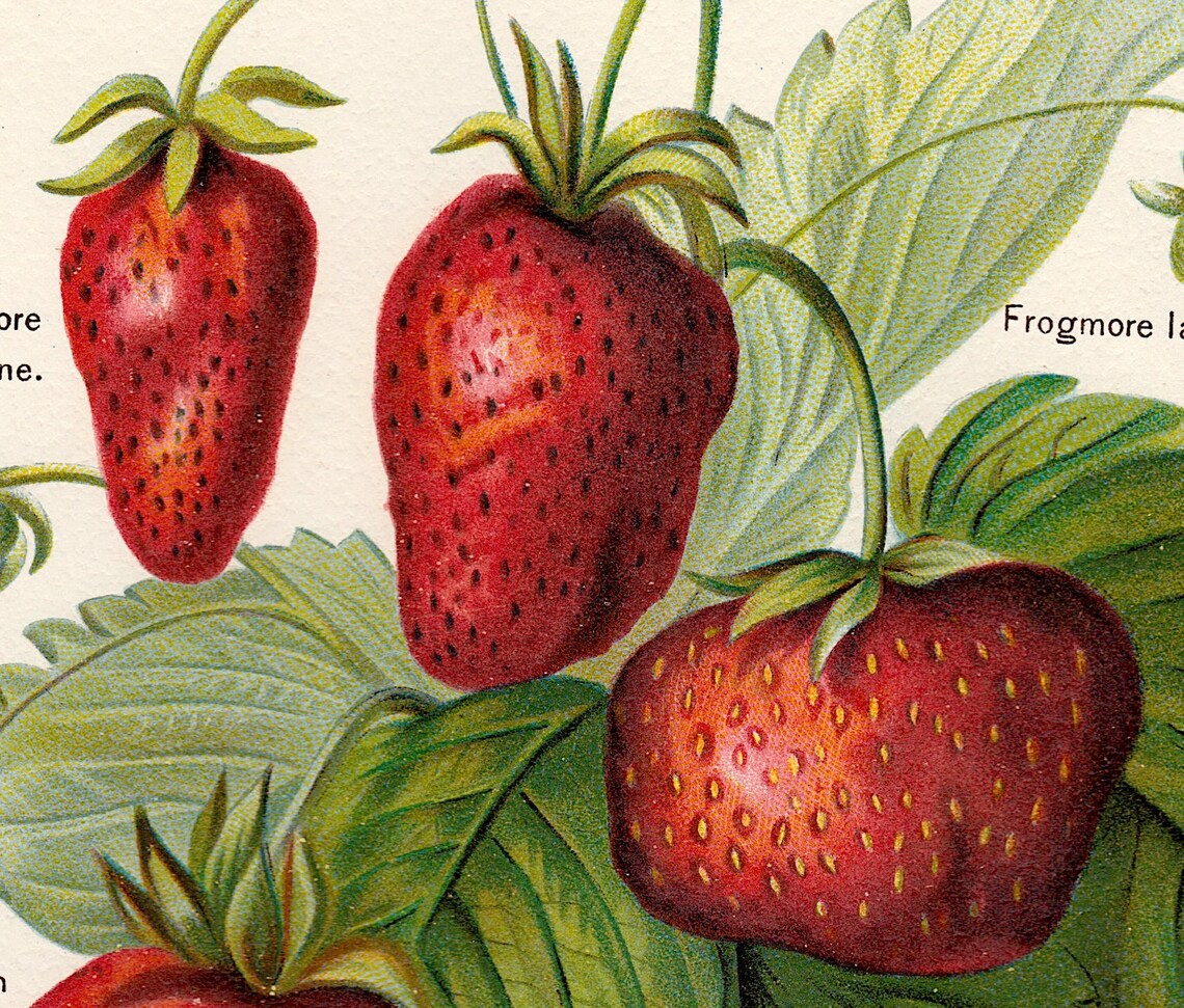 C. 1890 STRAWBERRIES Lithograph • Original Antique Print • Fruit Print ...
