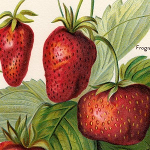 C. 1890 STRAWBERRIES Lithograph • Original Antique Print • Fruit Print ...