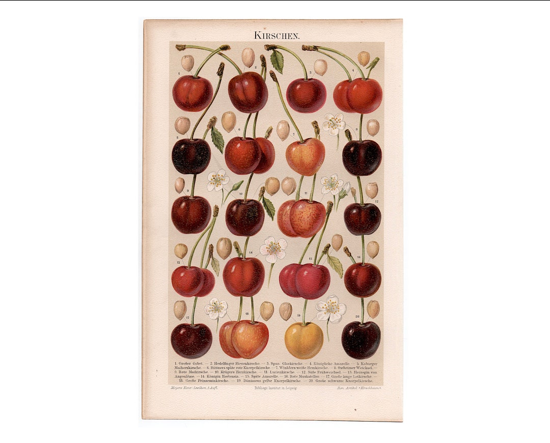 C. 1889 CHERRIES Print • Original Antique Print • Cherry Print • Fruit ...