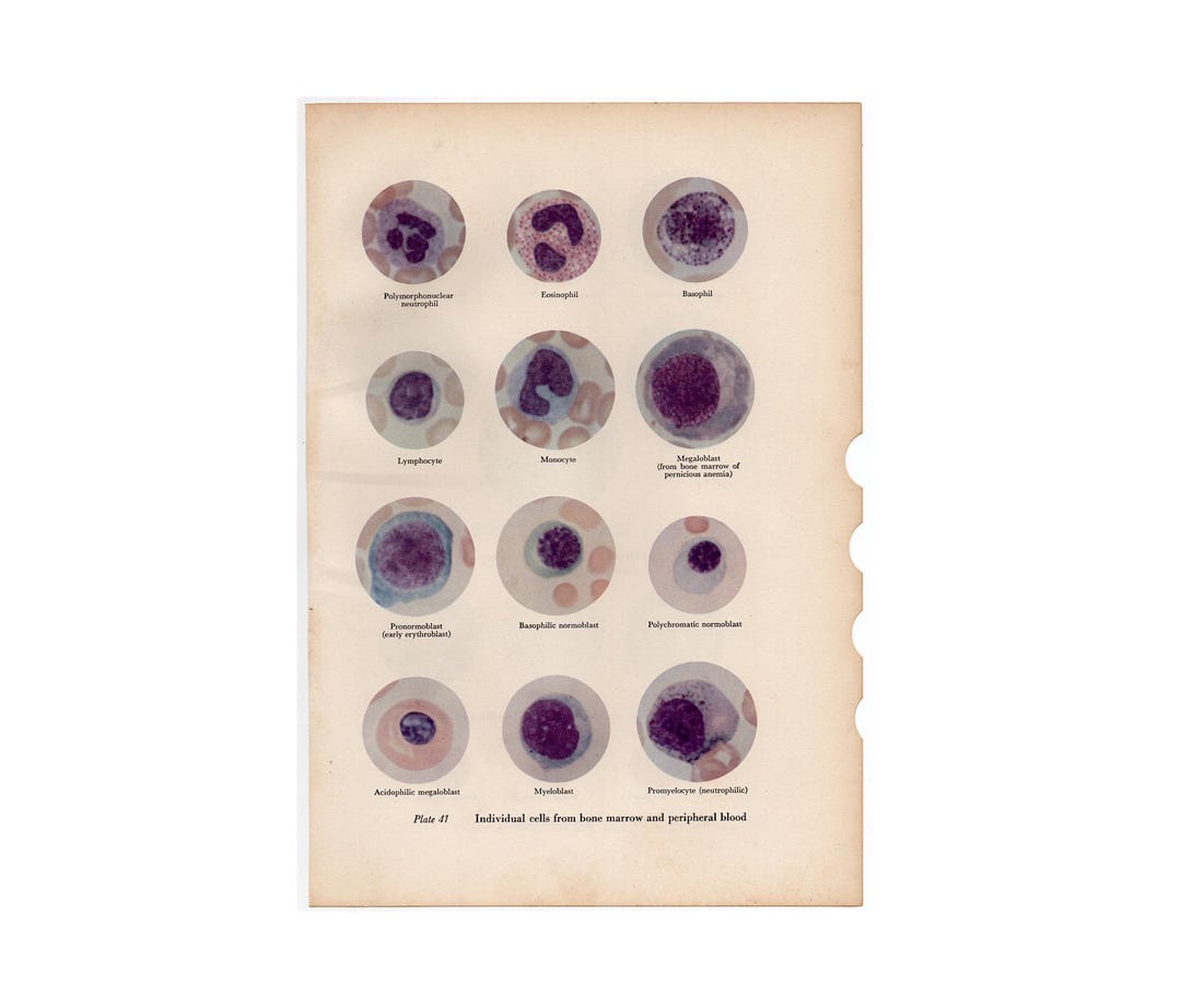 C 1951 BLOOD CELLS Print • Original Vintage Print • Medical ...