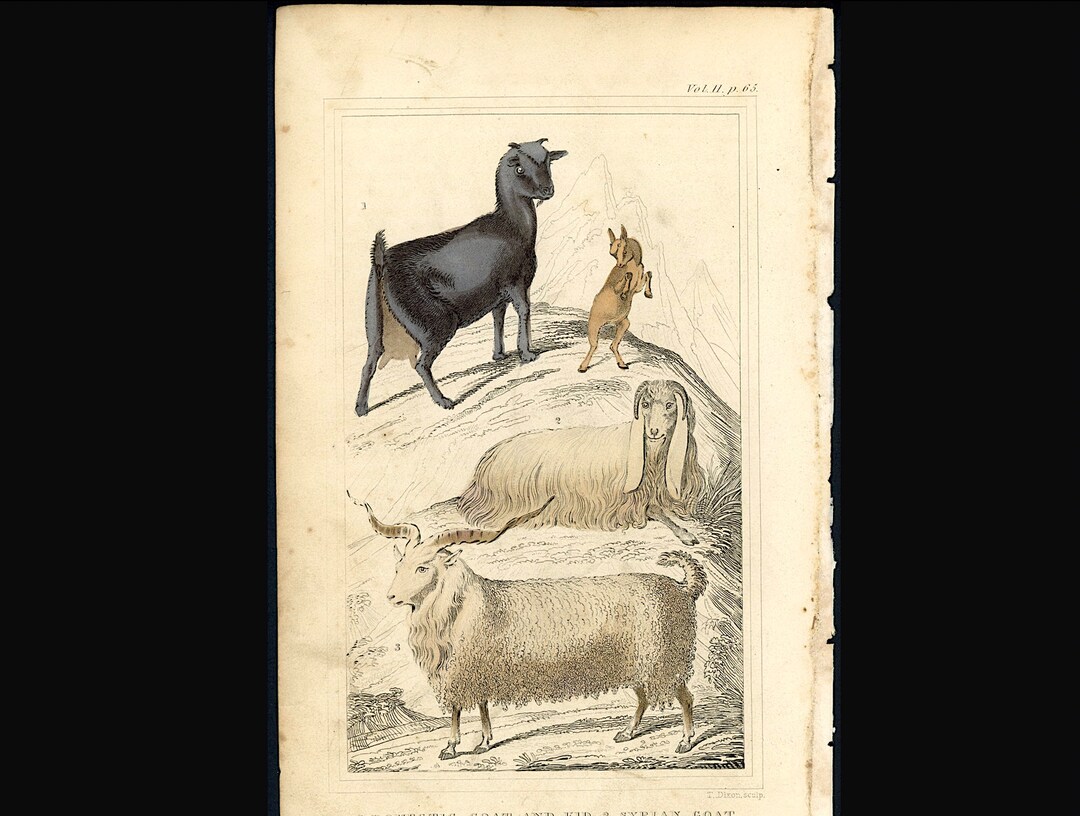 C. 1839 GOATS Engraving • Original Antique Print • Hand Colored ...