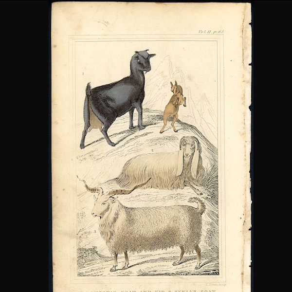 Antique Goat - Etsy