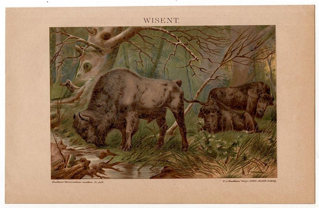 C. 1903 BISON Lithograph • Original Antique Print • Antique Animal ...