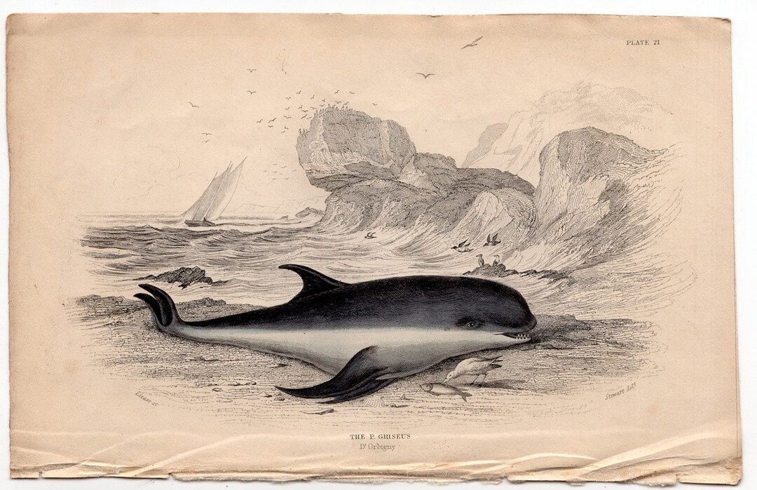 C. 1837 DOLPHIN Engraving Original Antique Print Sea Life Print Ocean ...