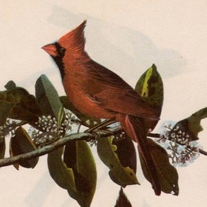 C. 1950 CARDINAL BIRD Lithograph - Original Vintage Print • Bird Print ...