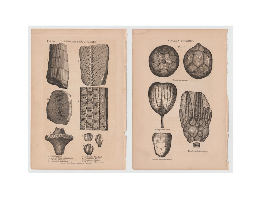 C. 1877 TRILOBITES & CRINOIDS Prints - Set of 2 Original Antique Prints ...