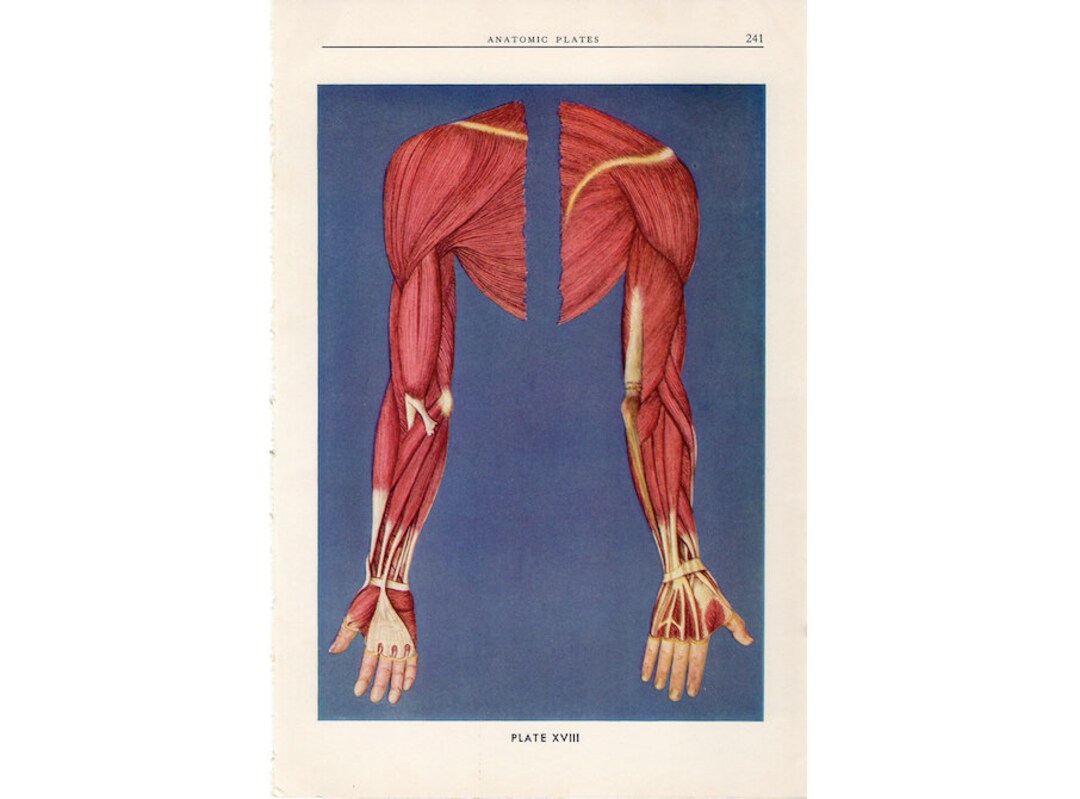 C 1940 ARMS Lithograph • Original Vintage Print • Human Anatomy ...