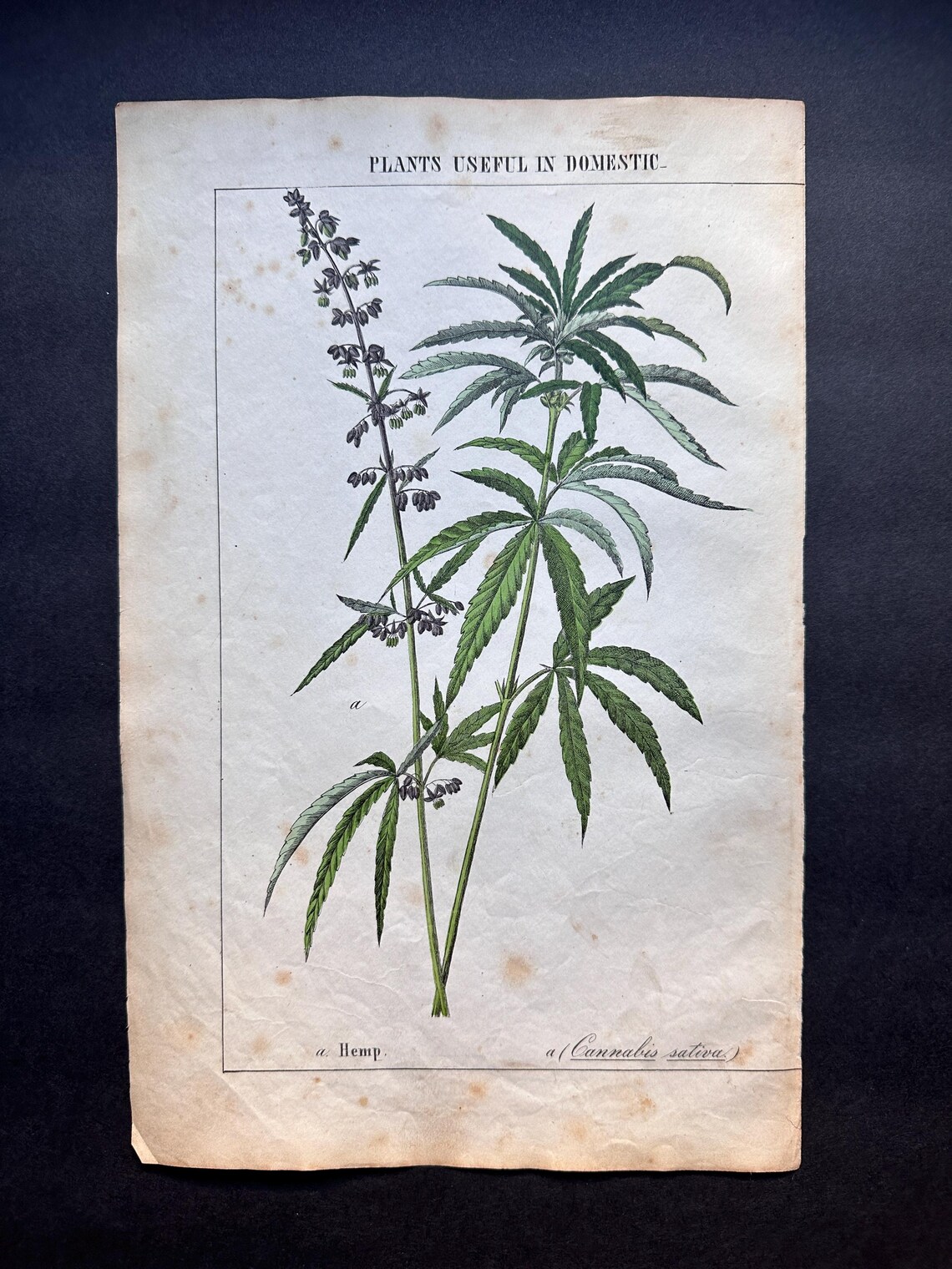 C. 1857 CANNABIS SATIVA PRINT • Marijuana Print • Antique Botanical ...