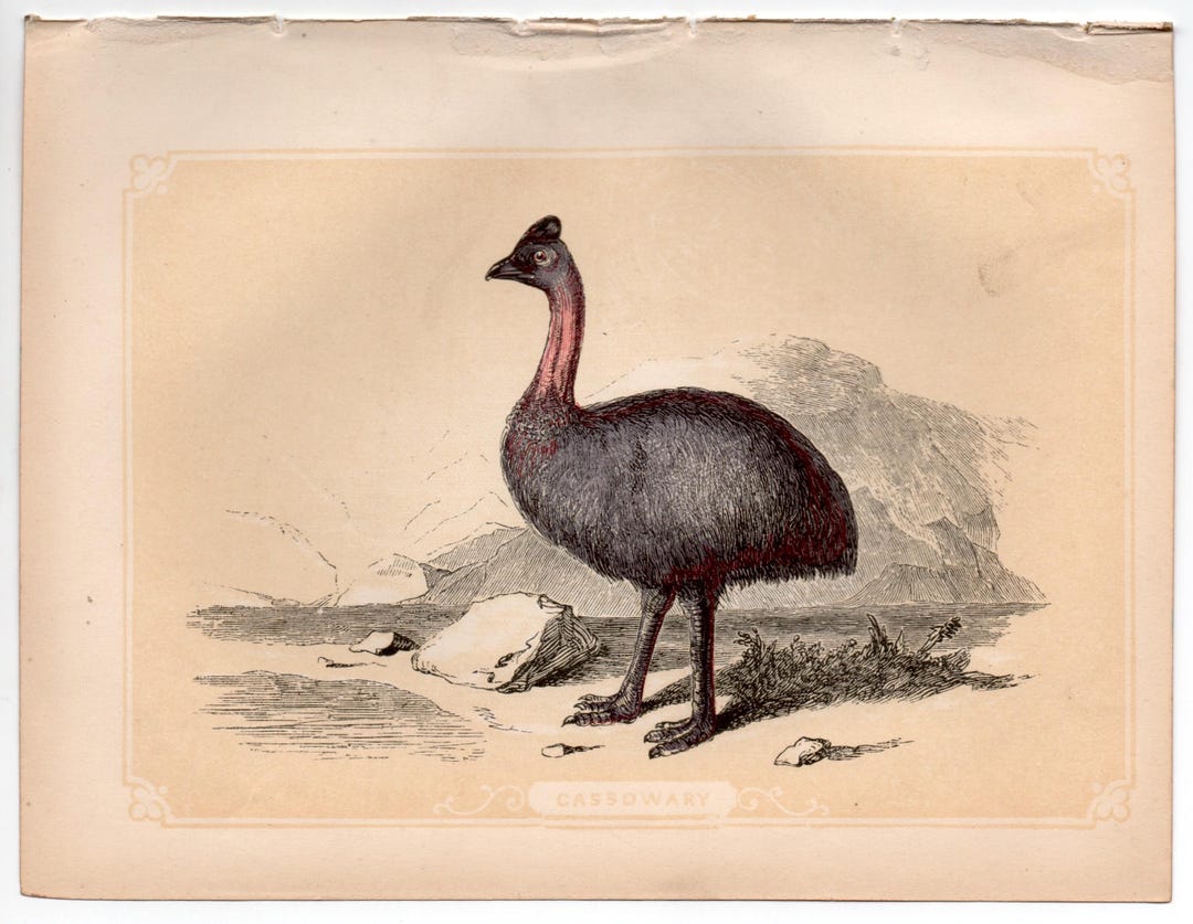 C.1853 THE CASSOWARY Print - Original Antique Print - Small Bird Print ...
