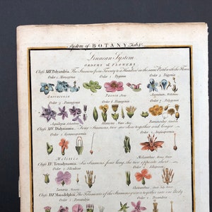 RARE! C. 1790 BOTANICAL ENGRAVING - Linnaeus Orders of the Flowers ...