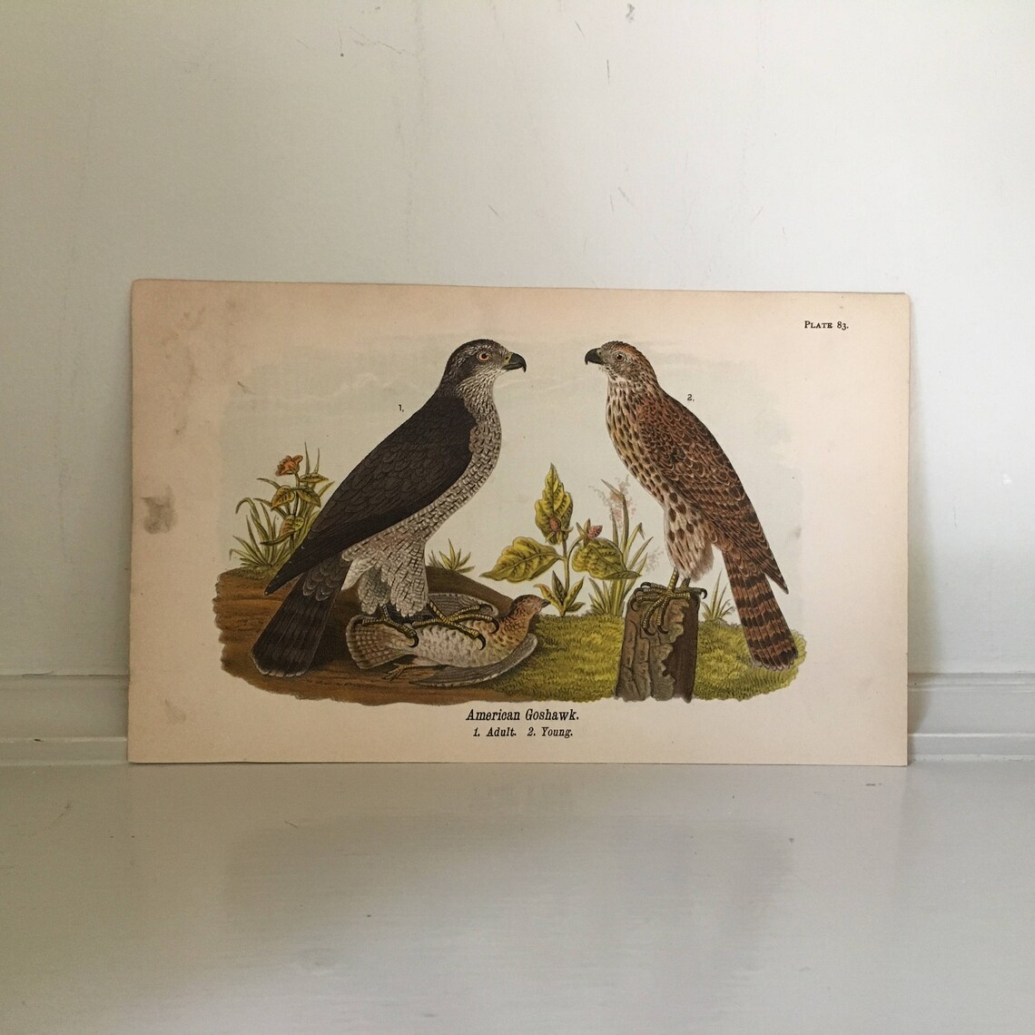1888 GOSHAWK PRINT Antique Bird Lithograph Original - Etsy